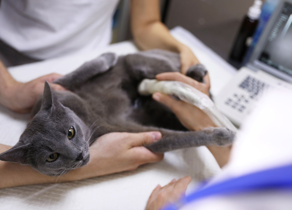 Digital Imaging - Milford Animal Hospital