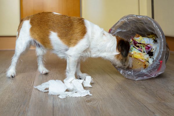 My Pet Swallowed WHAT?! A Guide to Foreign Body Surgery